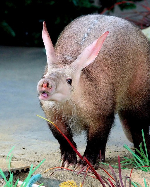 Aardvarks Are Actually Very Proper British Men In Disguise ...