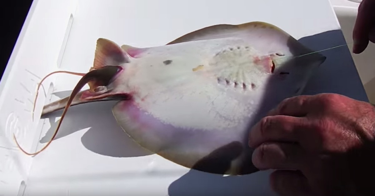 Fisherman Is In AWE When He Notices A Stingray’s Stomach — Now Watch ...