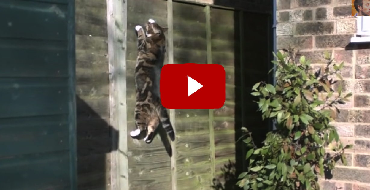 You've NEVER Seen How Incredible Cats Are Until You See This! He Runs ...
