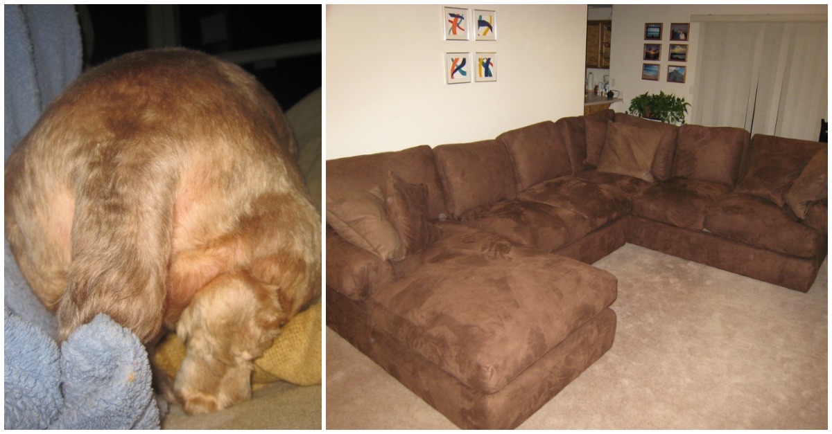 7 Signs Your Dog Thinks You're The Pack Leader | LittleThings.com