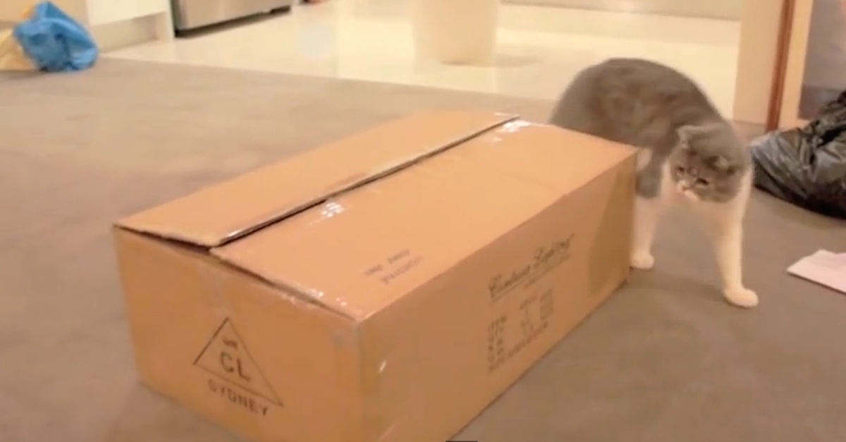 Cat Is Surprised To See What's In This Box! Hysterical! | LittleThings.com