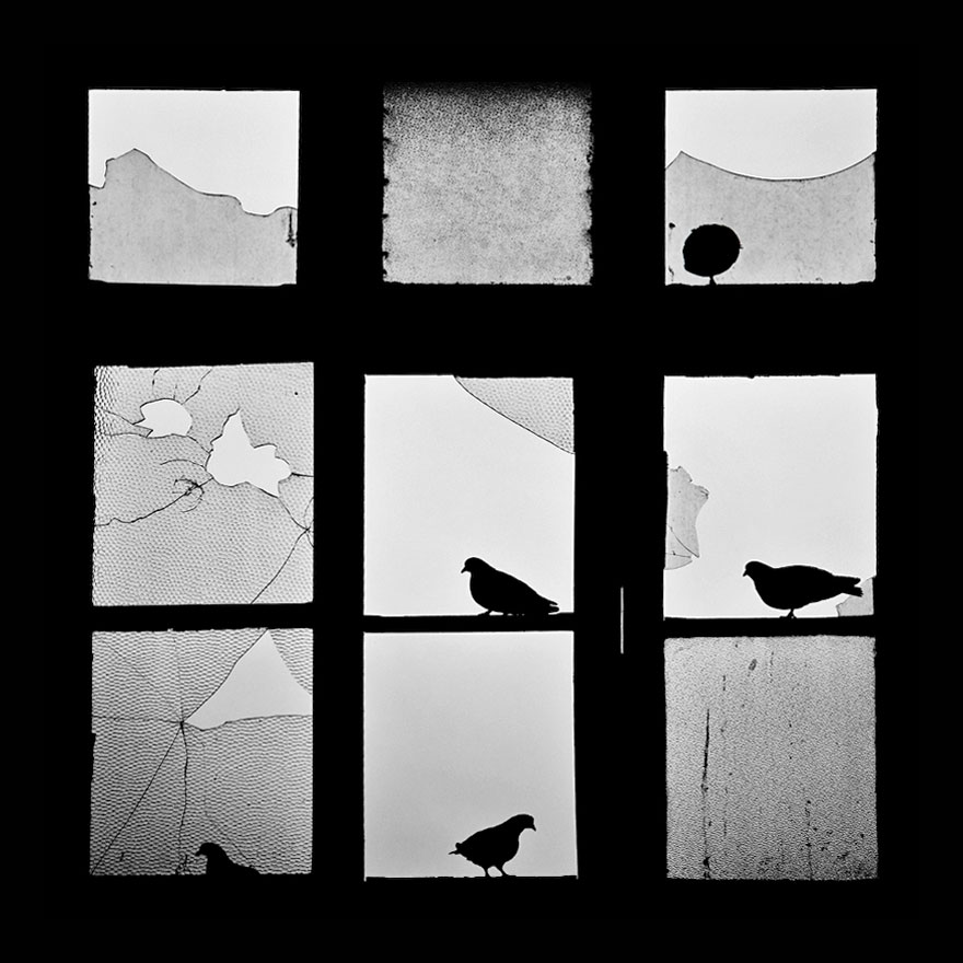 21 Breathtaking Photos Of Animals Looking Through Windows. These Are ...