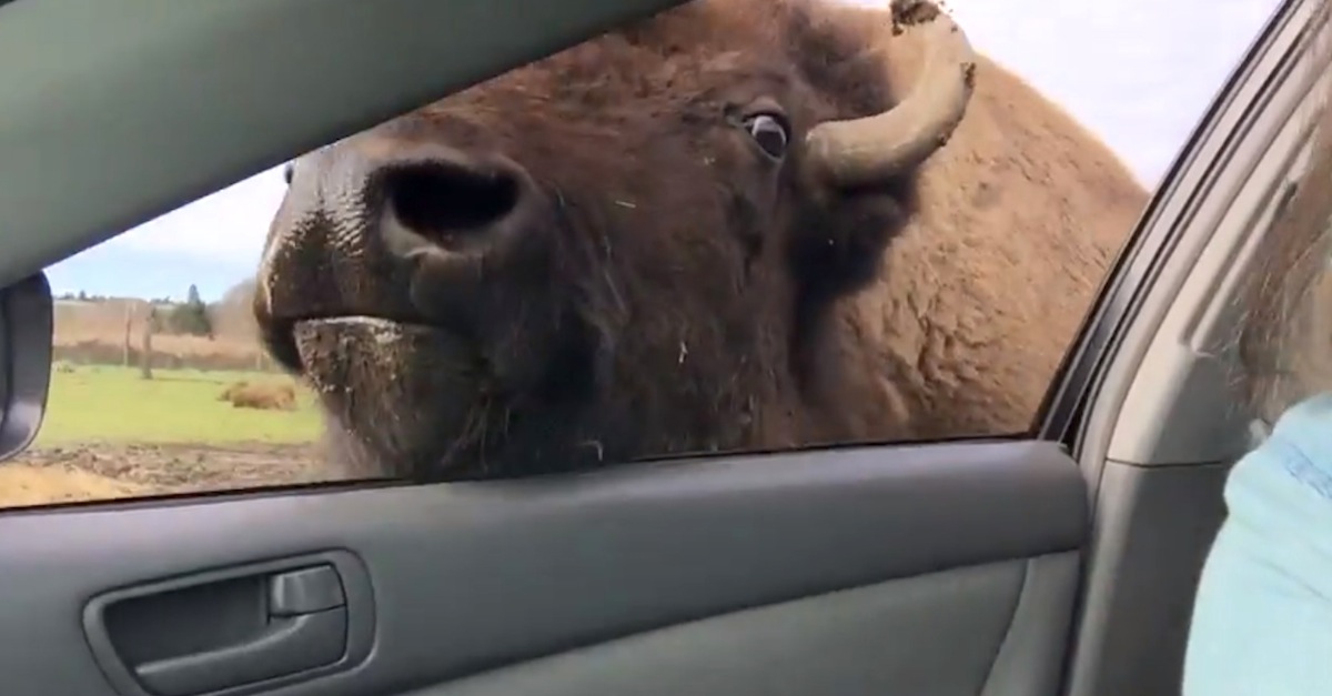 She Wanted To Feed The Buffalo — But Never Expected THIS! OMG ...