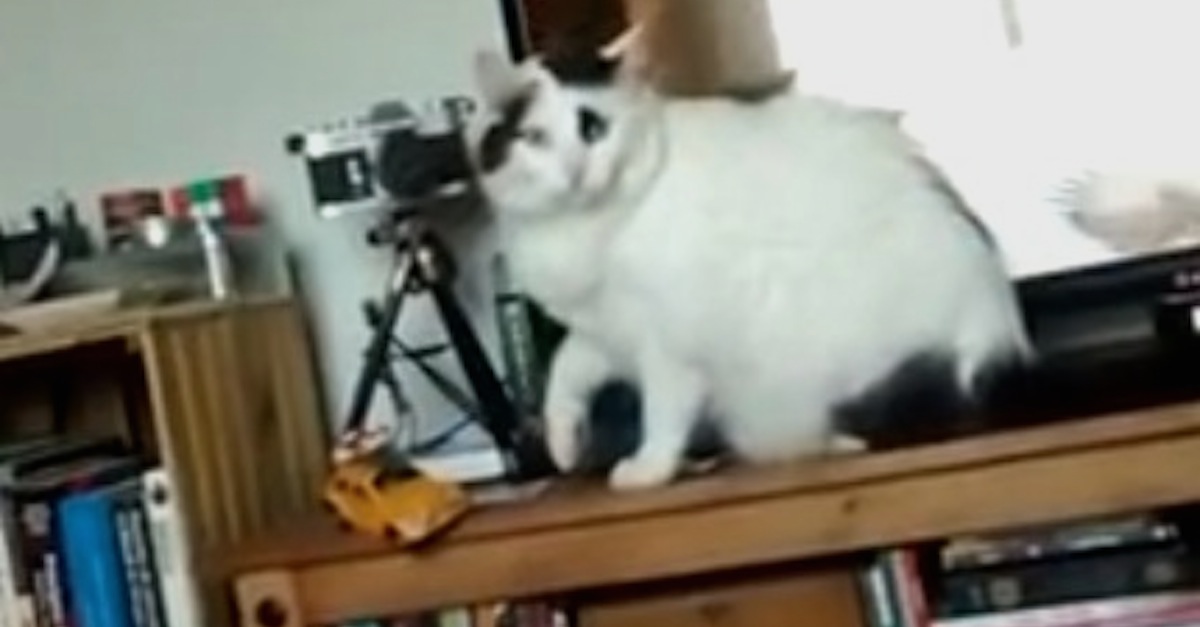 This Cat Just Discovered A New Toy. What He Does? I'm Cracking Up ...