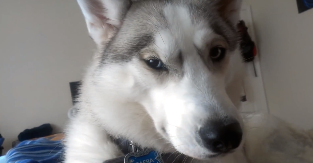 Whiney Husky Wakes Dad Up In The Most ADORABLE Way! How Can You Resist ...
