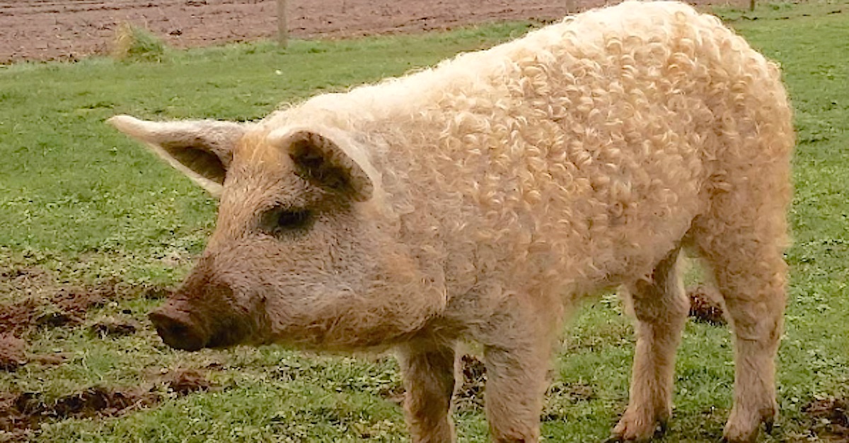 It Looked Like An Ordinary Farm Pig. Then I Spotted The Wool ...