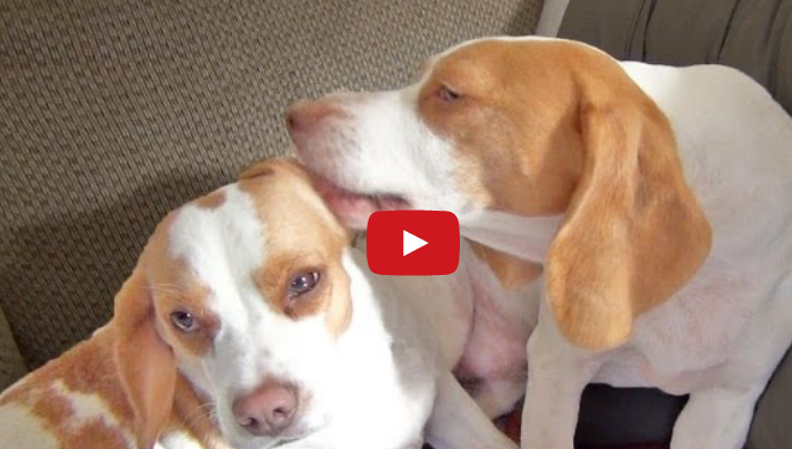 I Love Watching These Two Dogs. Take A Look! | LittleThings.com