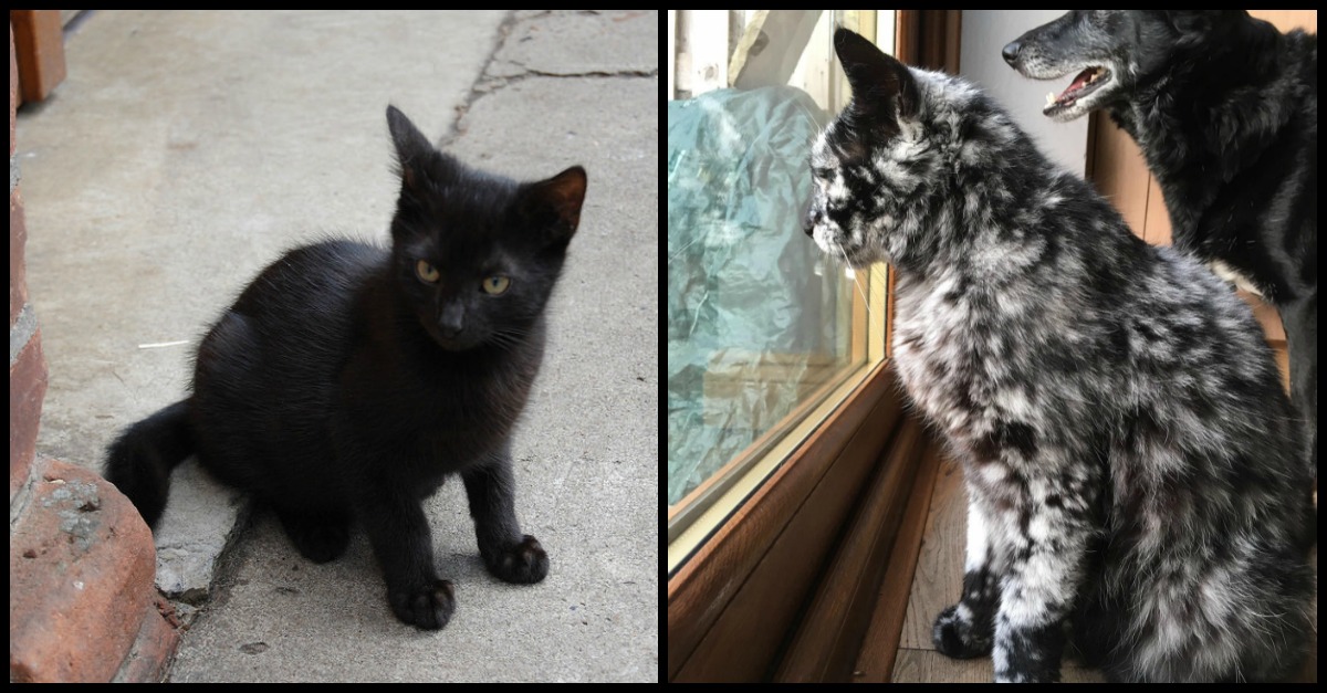 Man Adopts All-Black Little Kitten. 7 Years Later, His Fur Begins To ...