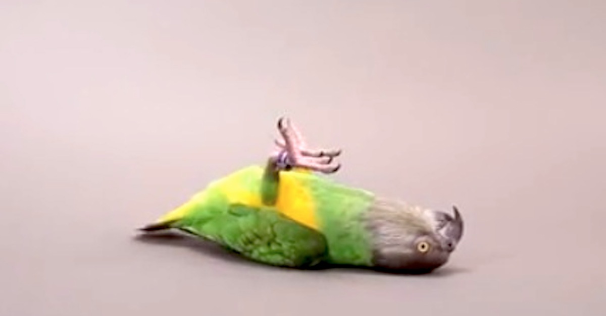 She Turned On Her Parrot's Favorite Song — But She Didn't Expect Him To ...