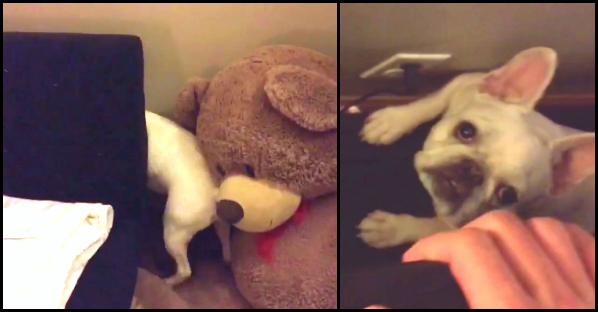 Dad Catches Dog Suspiciously Sneaking Behind Bed, So He Grabs The ...