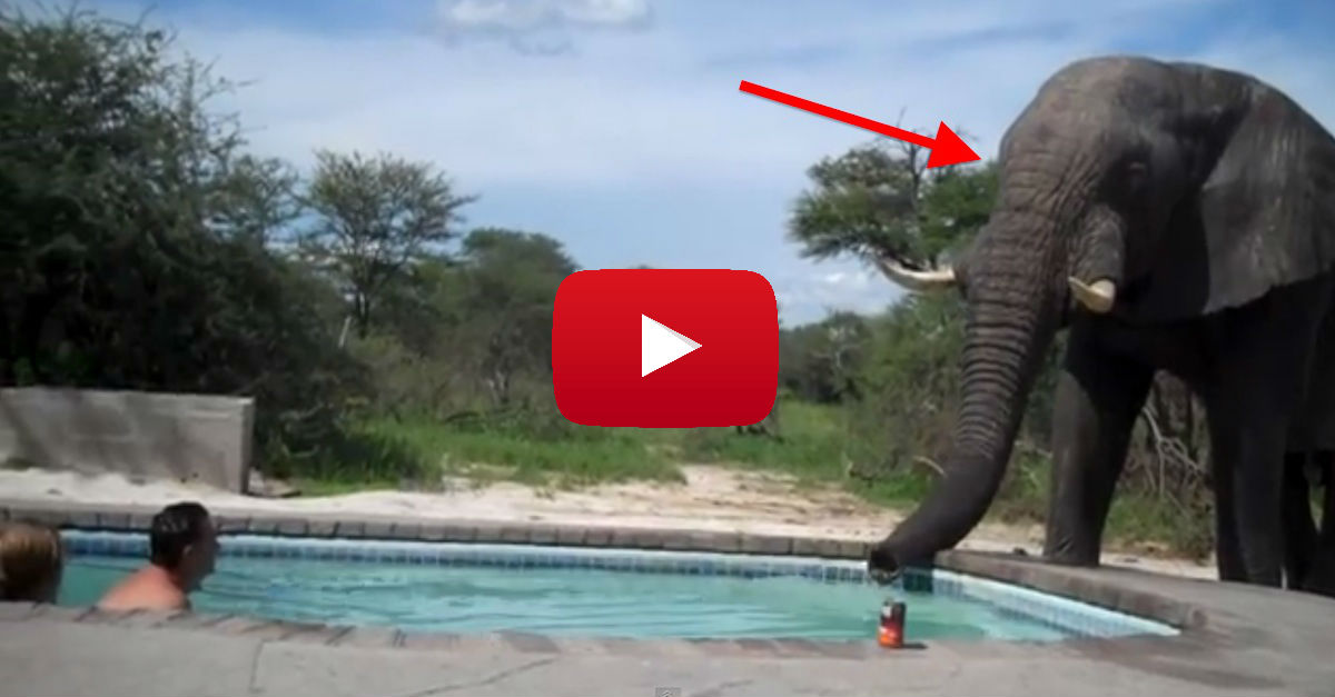 You'll NEVER Believe Who Crashed Our Pool Party! Oh. My. GOD ...