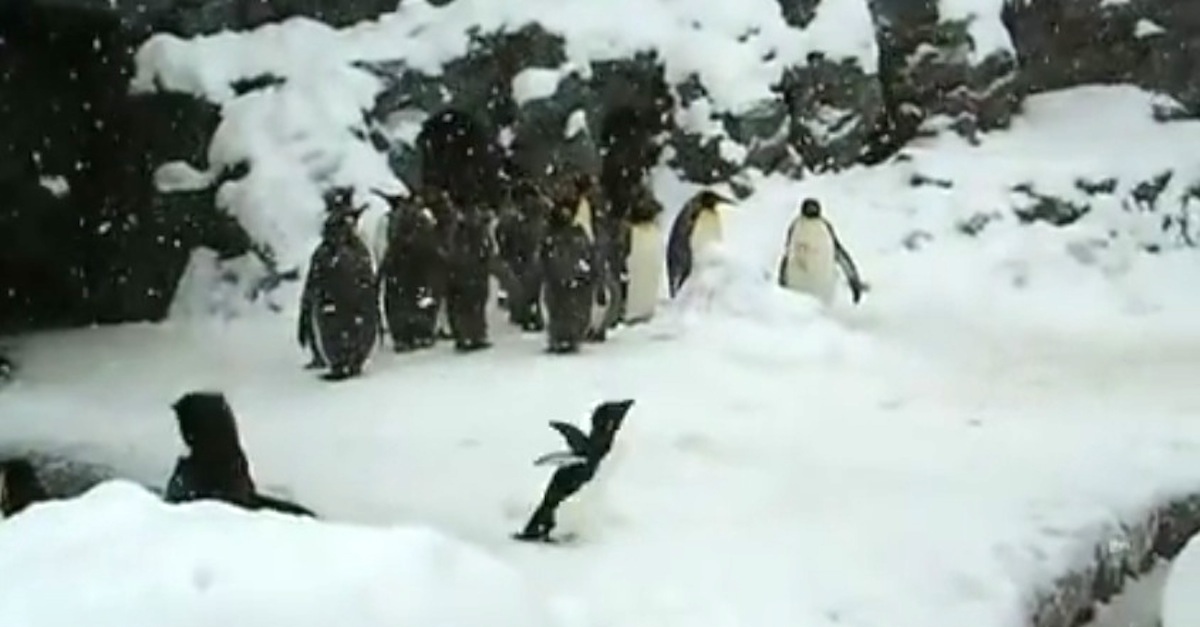 One Penguin Started Acting Funny, So They Pulled Out Their Camera. I ...