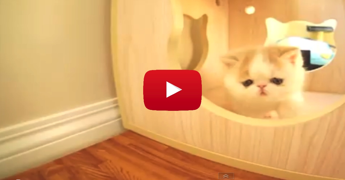 AWW! This Adorable Kitten Barks Like A Dog - I've Never Seen Anything ...