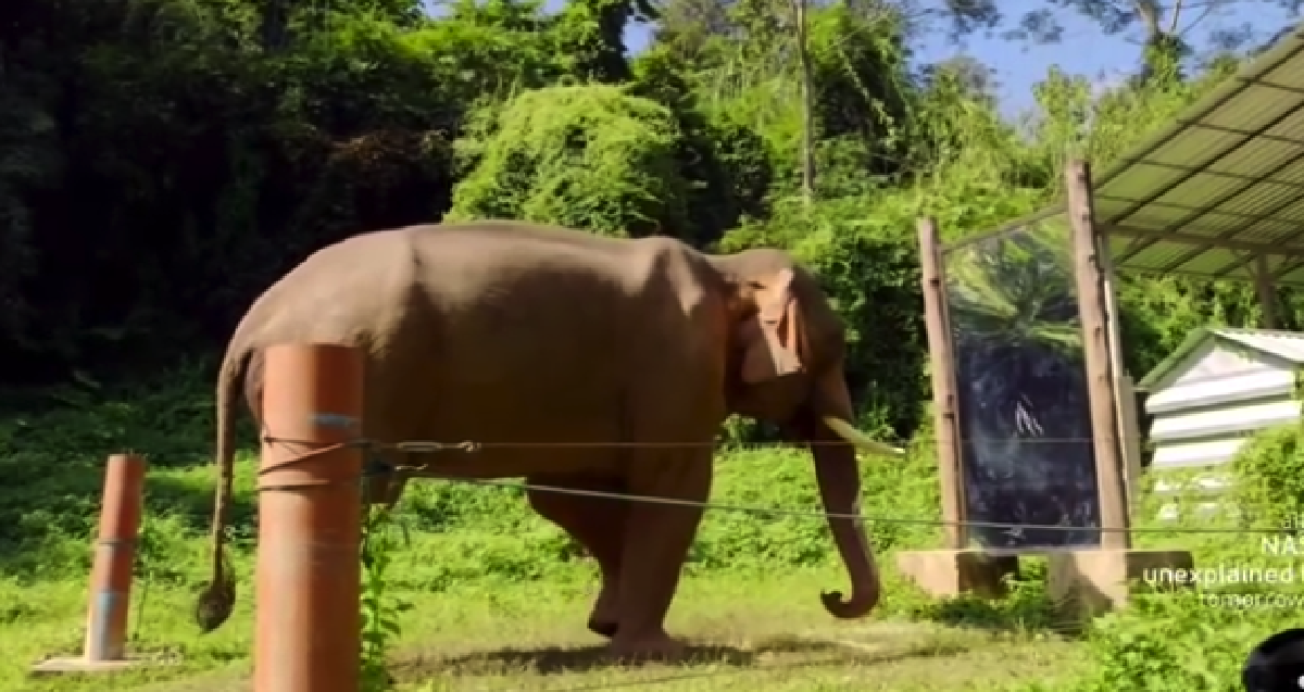 An Elephant Was Asked To Look In The Mirror. The Result? Incredible ...