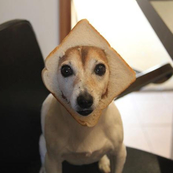 This Is Hilarious! You Have To See These 12 In-Bred Dogs. Last One Is ...