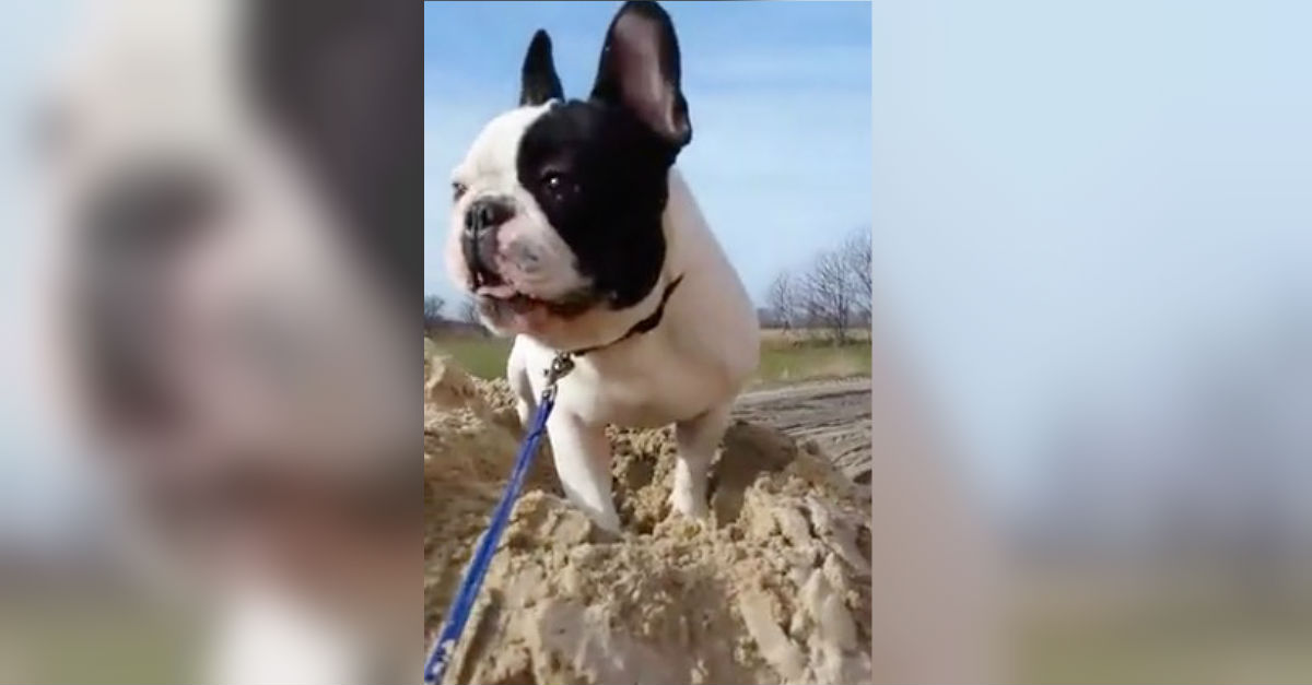 Adorable Frenchie Loves Playing In The Sand, But Wait Til You Hear How ...