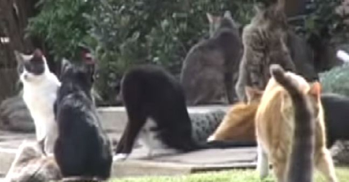 500 Cats All Living Together In One House?? I Can't Believe One Woman ...