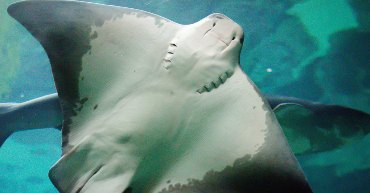 He Gets Down On One Knee In Front Of A Fish Tank. But No One Expects ...