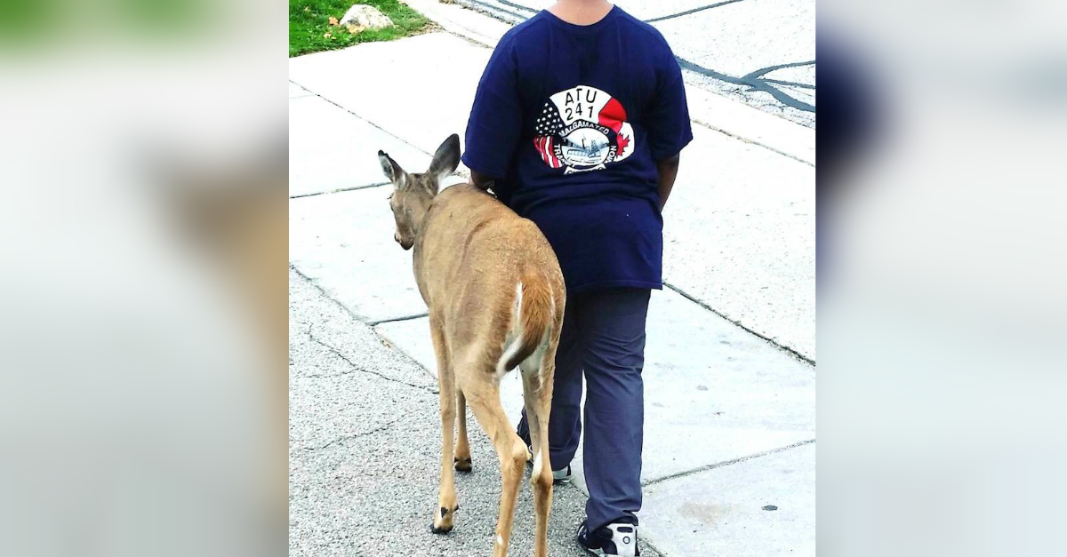 A 10-Year-Old Walks With This Deer Every Morning Before School. The ...