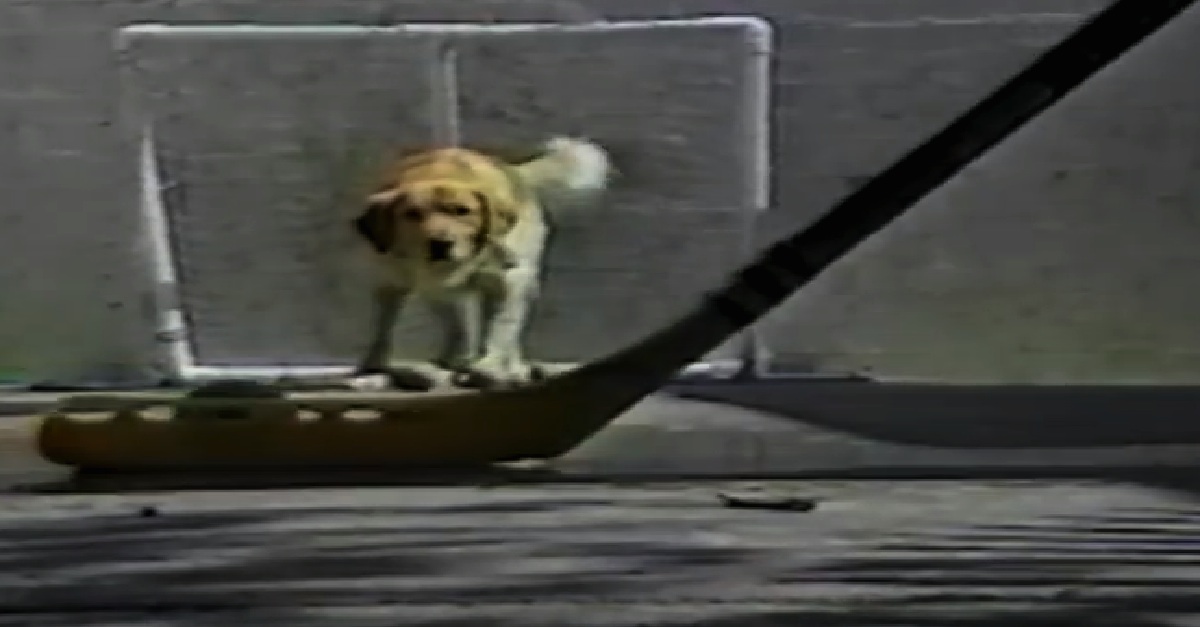 Our Dog LOVES To Play Hockey With Dad. He's So AWESOME! | LittleThings.com