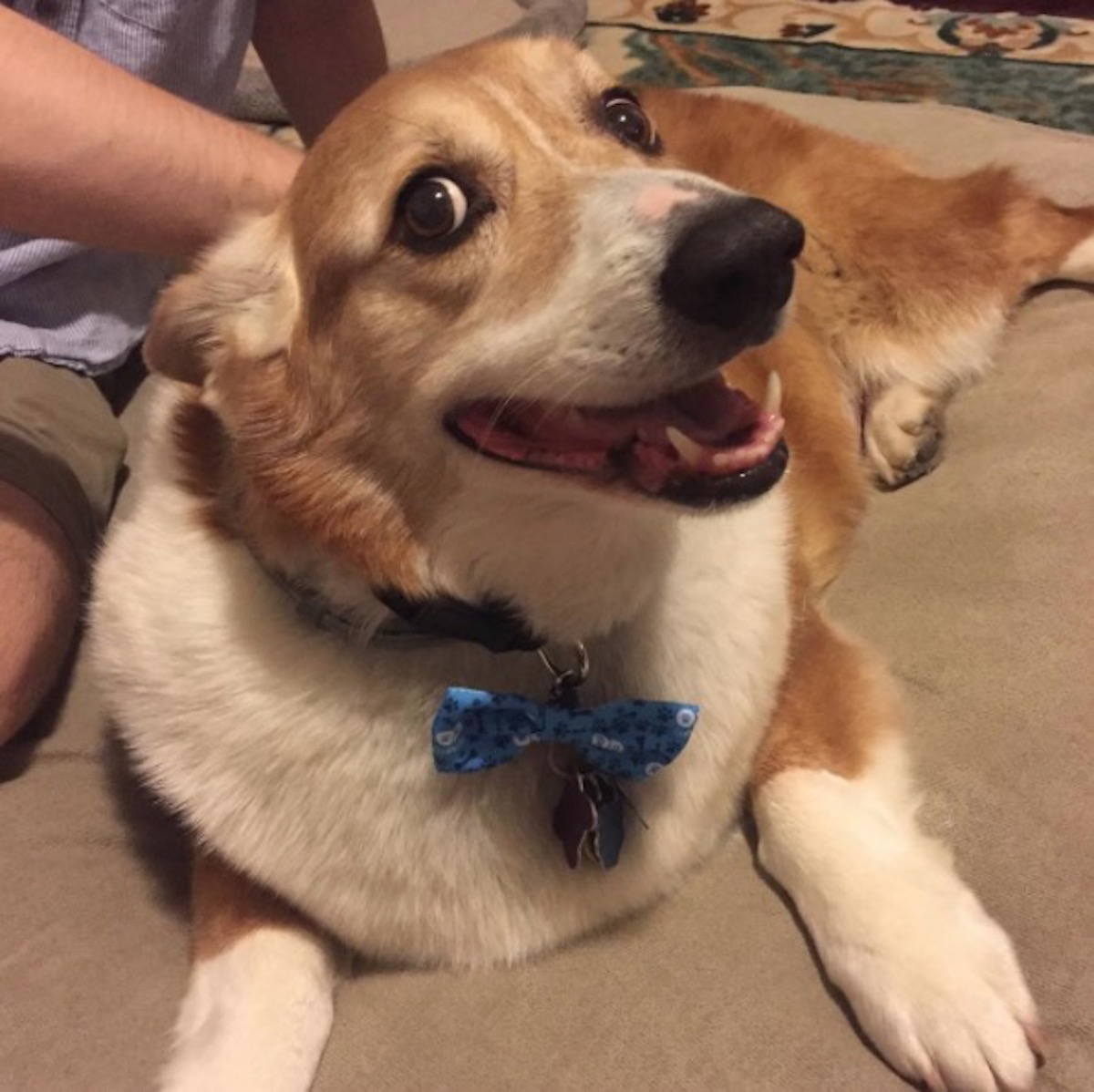 Meet Noah The Chubby Corgi | LittleThings.com