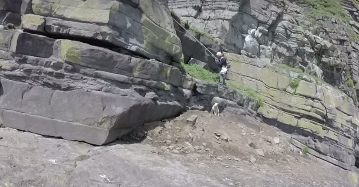 This Sheep Was Stranded For WEEKS. Now? Rescuers Have Their Work Cut ...