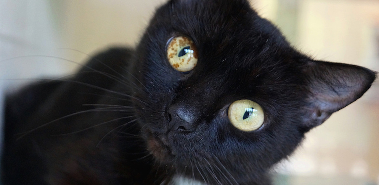 Black Cats: 11 Things You Need To Know About America’s Most Feared ...