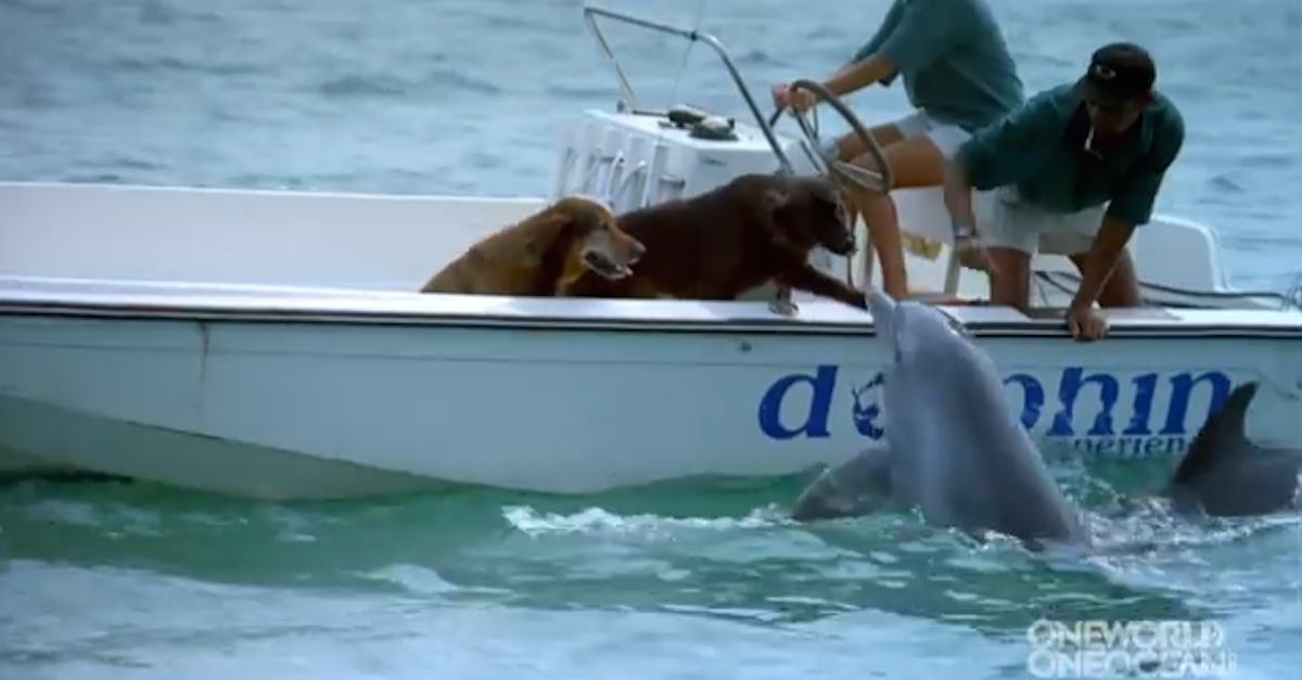 Playful Dolphin Swims Up To The Boat. Now Watch The Dog On The Right ...