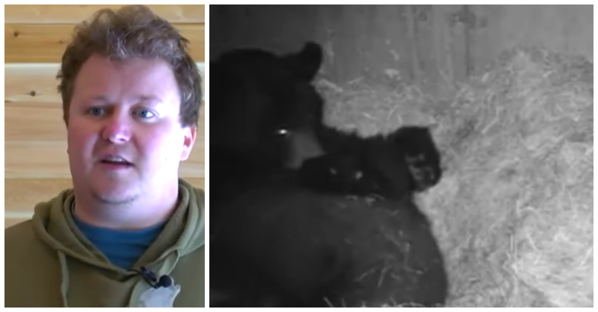 Barnabee The Bear Was Protecting Her Unborn Babies | LittleThings.com