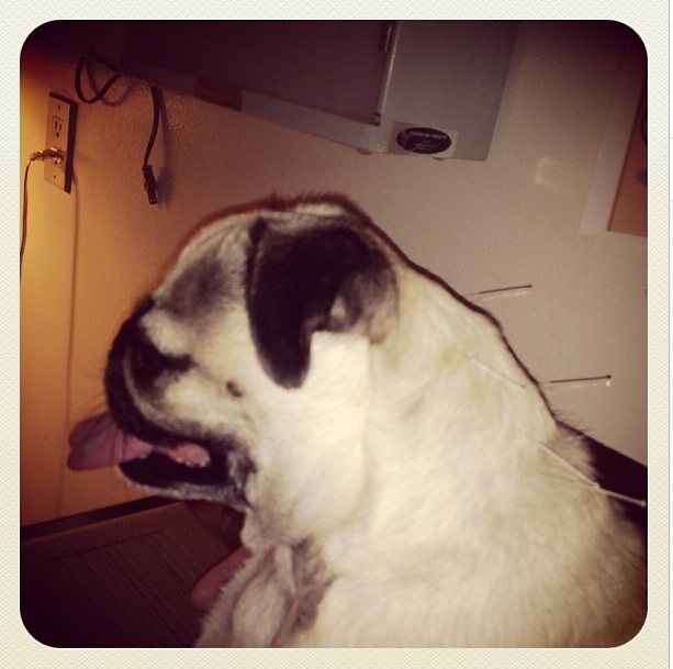 Robin Williams Was An Actor And Humanitarian...AND A Devoted Rescue Dog ...