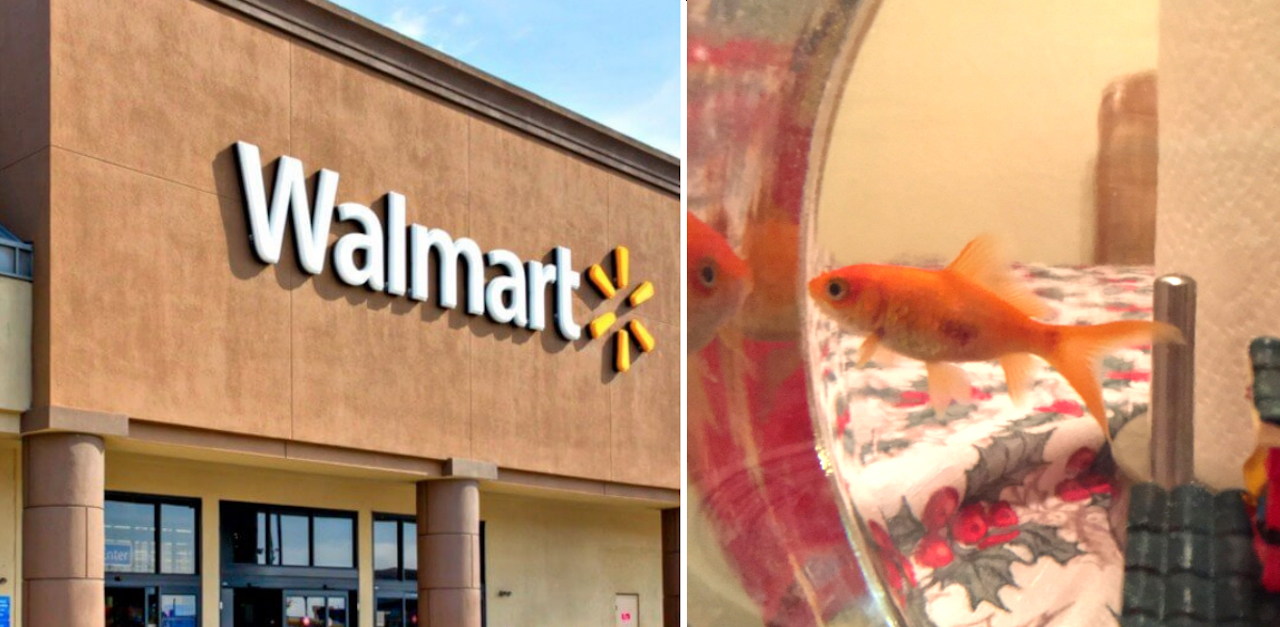 Walmart Goldfish Grow To Be Huge In Pond | LittleThings.com