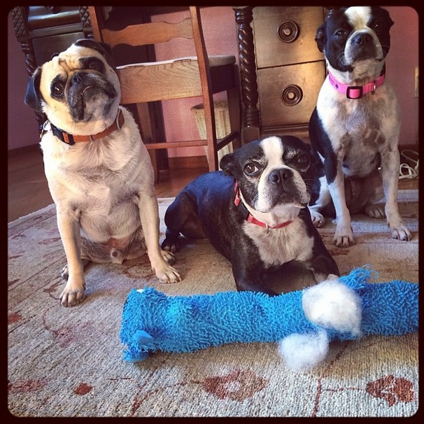 Robin Williams Was An Actor And Humanitarian...AND A Devoted Rescue Dog ...