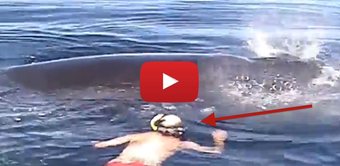 This Family Saved A Struggling Whale - But It's What Happened Next That ...