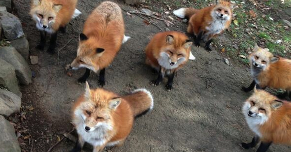 This Village In Japan Is Home To More Than 100 Free-Roaming Foxes...And ...