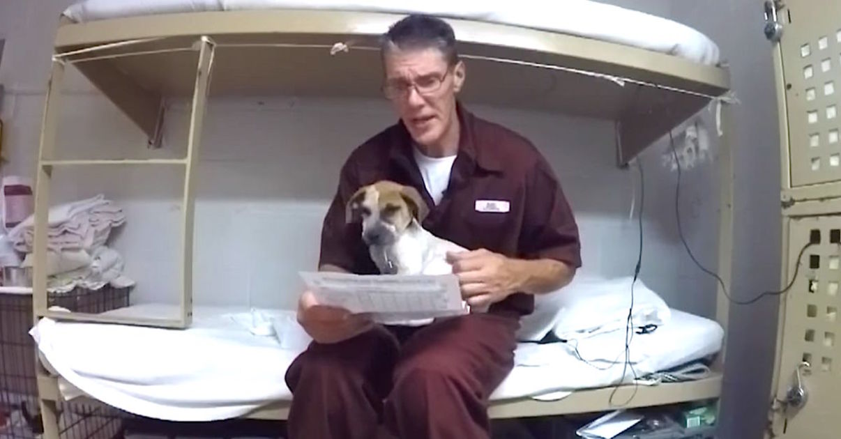 Prison Program Saves Shelter Dogs While Helping Inmates | LittleThings.com