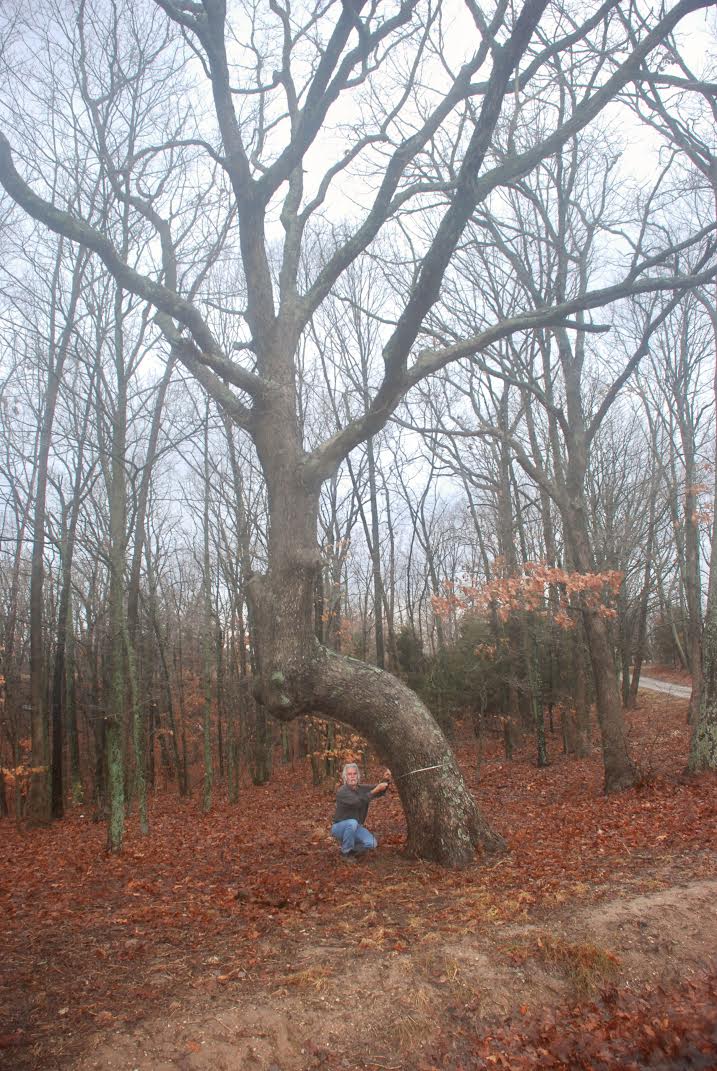 These Tree shapes Have Secret Native American Codes | LittleThings.com