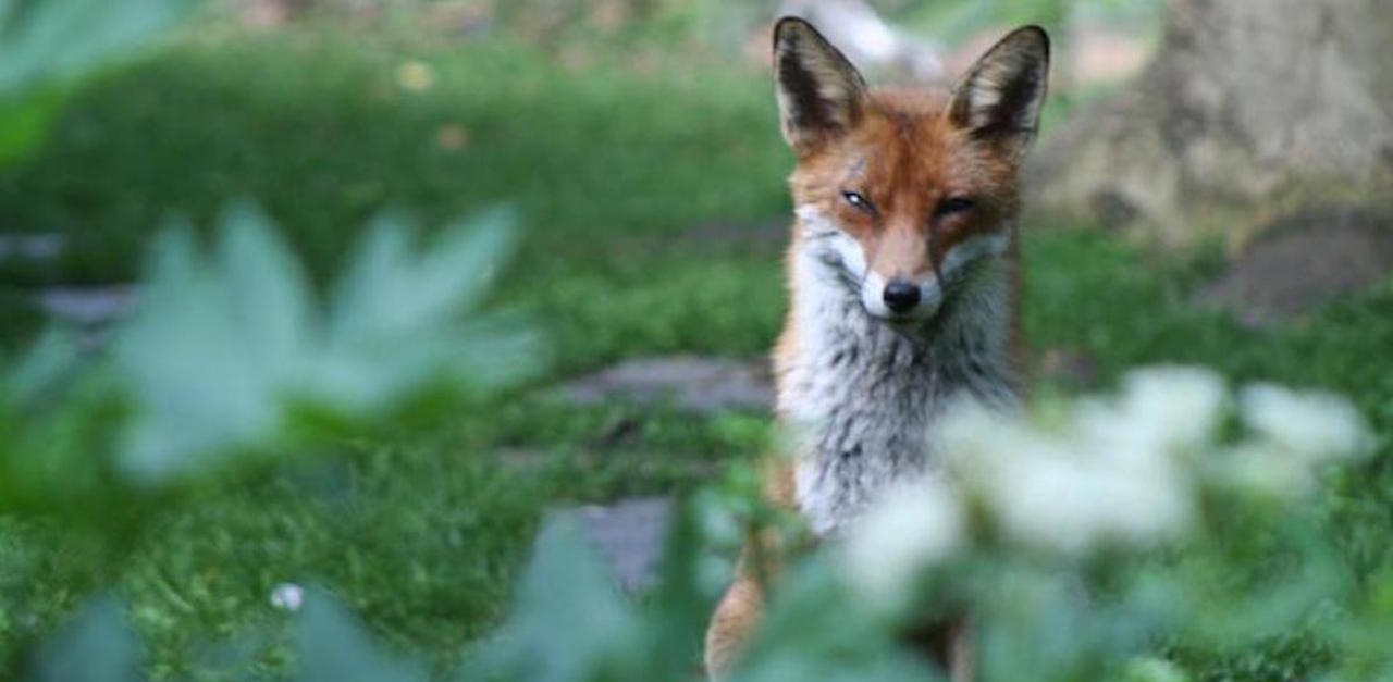 This Fox Family Is All The Cute You Need To See Today | LittleThings.com