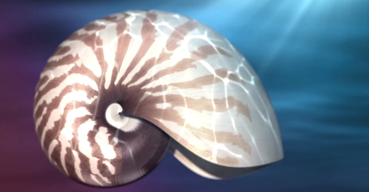 This Looks Like An Ordinary Sea Shell, But What’s At The Center Of Its ...