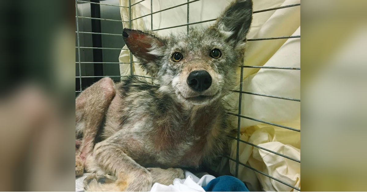 Shivering, Injured Coyote Can't Stop Smiling When Rescuers Save His ...