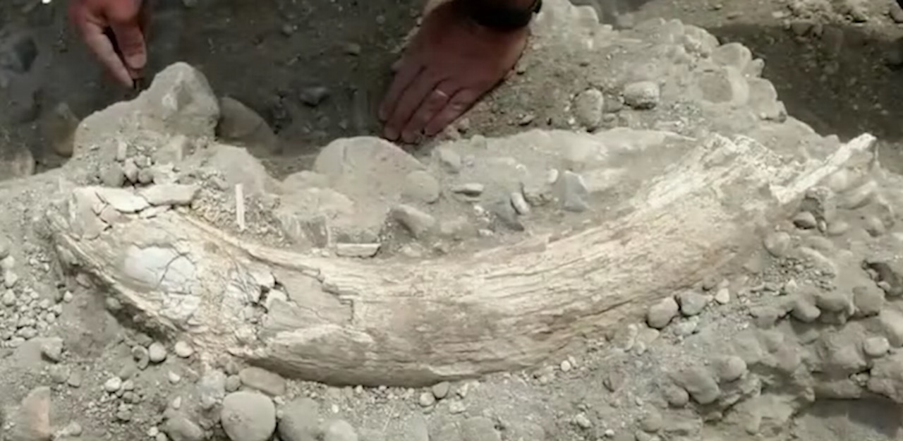 Man Accidentally Finds Extremely Rare Mammoth Tusk While Digging In His ...