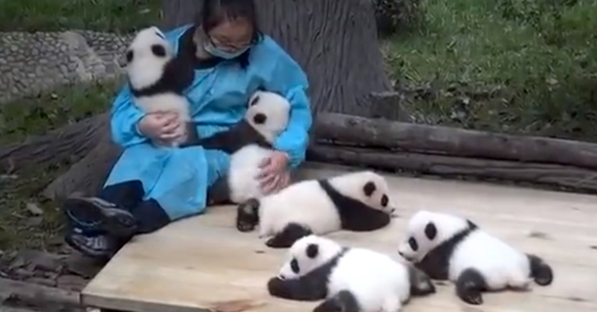 She Approaches These Adorable Baby Pandas. Watch What The Little One In ...