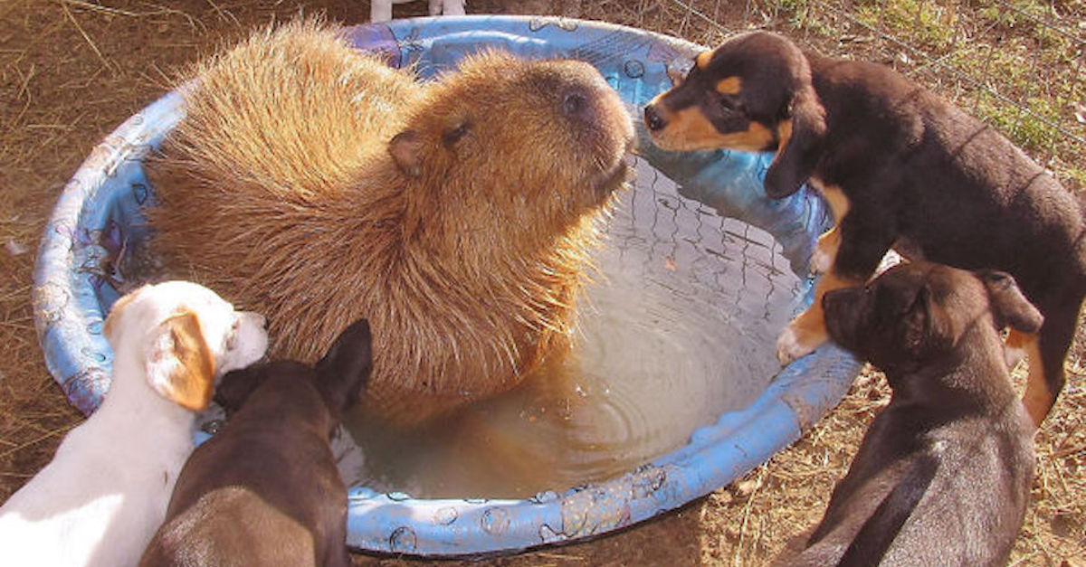 These Capybaras Snuggling With Other Animals Are Too Cute ...