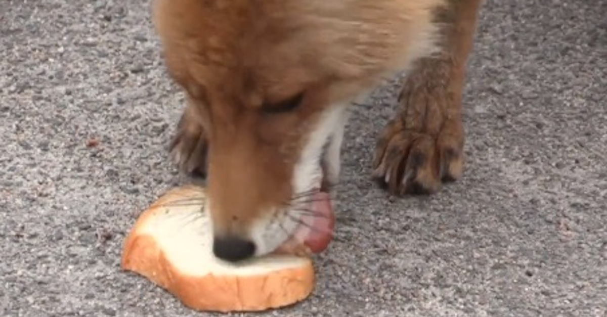 When They Gave This Wild Fox A Piece Of Bread, They NEVER Expected Him ...