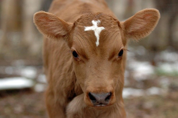 17 Animals With EXTREMELY Unusual Markings... | LittleThings.com