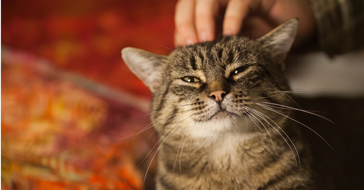 These Methods Will Help You Strengthen Your Bond With Your Cat ...