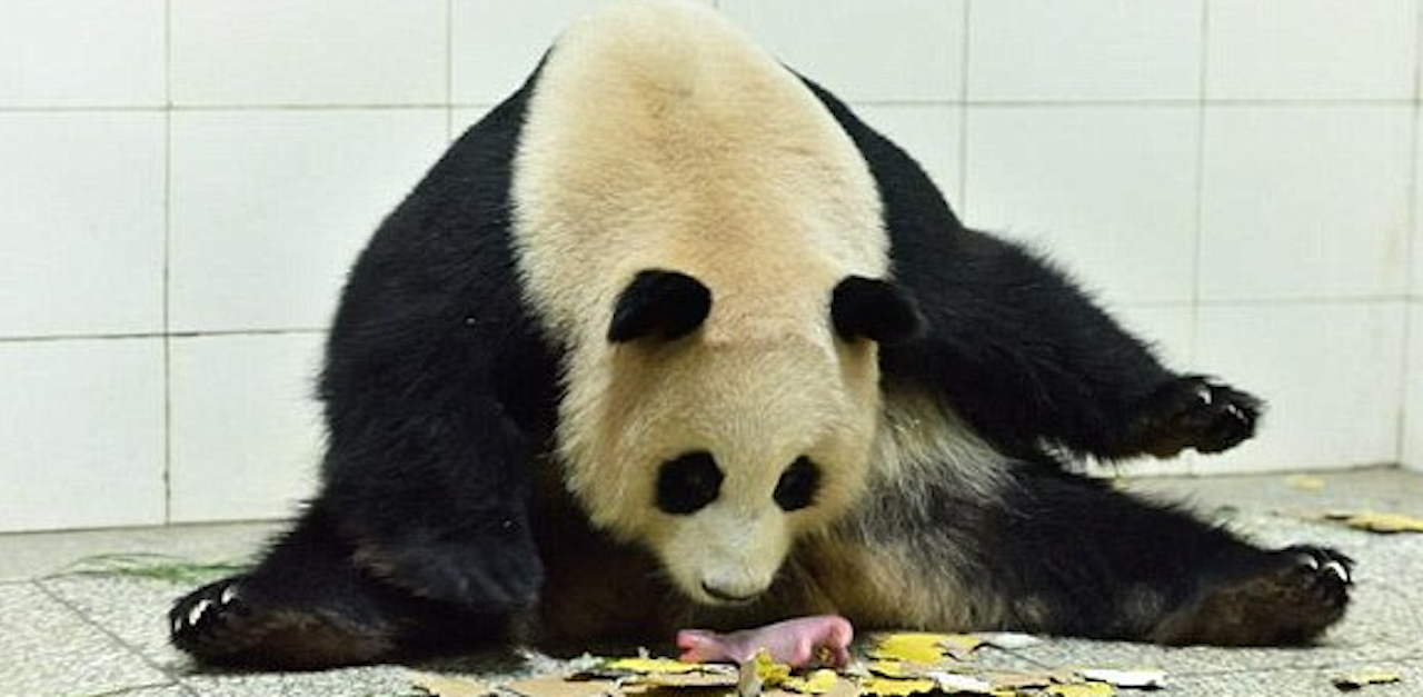 Panda Mama Breaks Record After Giving Birth To Two Chubby Cubs ...