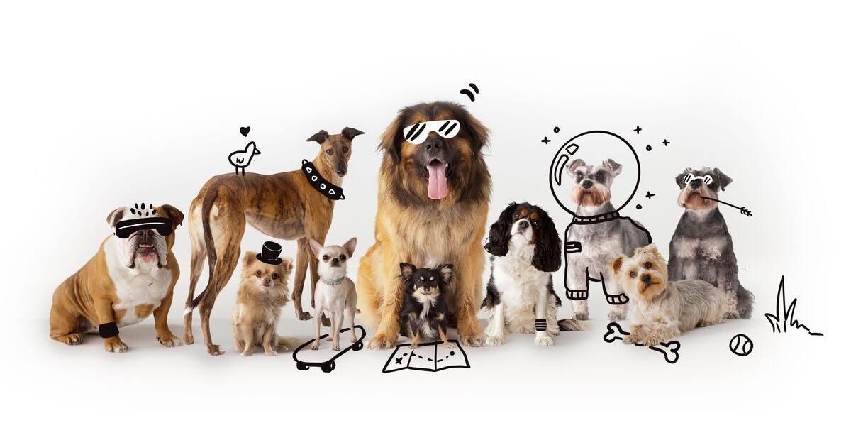 Rover's New Tool Helps You Find The Best Dog Breed For Your Lifestyle ...