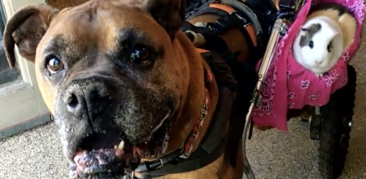 Stray Boxer Dog Was Put On Euthanasia List At A Shelter. When You See ...