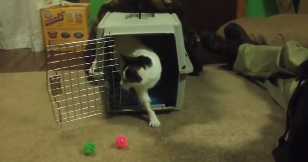This Poor Cat Was Used In Lab Experiments - Now He's Taking His FIRST ...