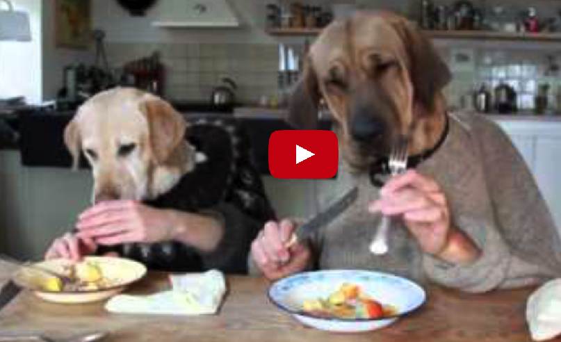 Have You Ever Seen Two Dogs Eating Like THIS?! It Gets Funnier As It ...